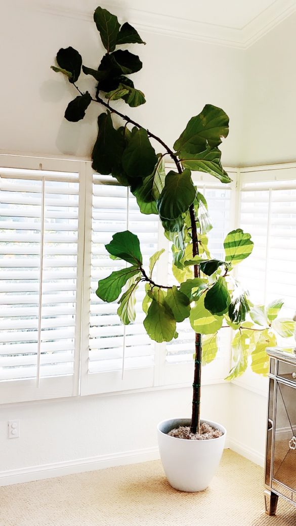 Things nobody tells you about fiddle leaf fig trees – Aberle Design Co.